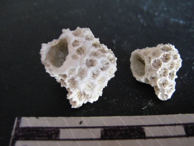 museocarsico - museocarsico